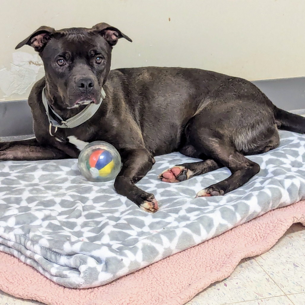 Cookie is Available for Adoption at Union County Humane Society